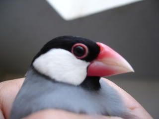 difculdade com o sexo dos pardais de java - Fórum AvesPT - Tudo Sobre Aves