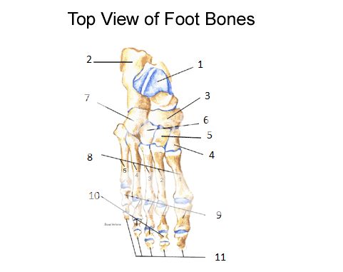 Bones of Foot Quiz - By chibi6trunks