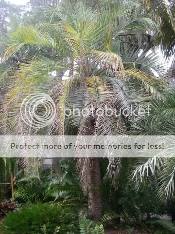 Trunking of Allagoptera arenaria - DISCUSSING PALM TREES WORLDWIDE ...