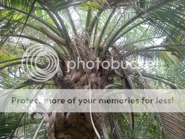 Trunking of Allagoptera arenaria - DISCUSSING PALM TREES WORLDWIDE ...