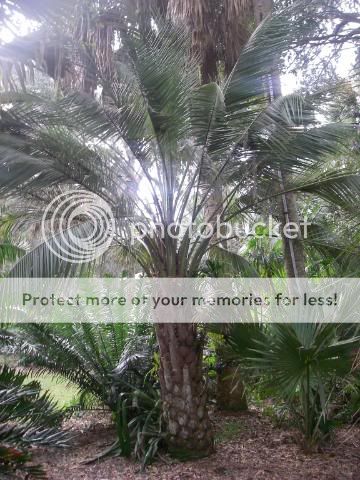 Trunking of Allagoptera arenaria - DISCUSSING PALM TREES WORLDWIDE ...