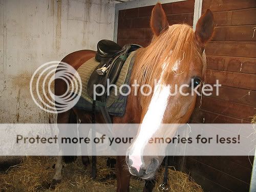 Manege Jaap Jonker Katwijk Z-H • Bokt.nl
