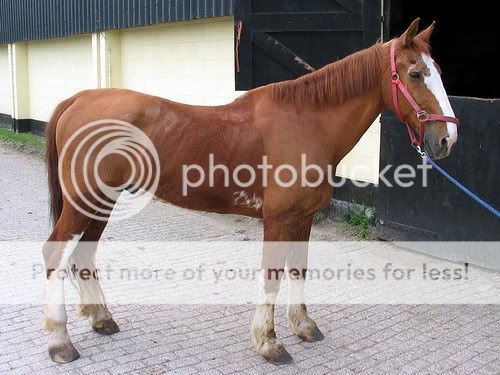Manege Jaap Jonker Katwijk Z-H • Bokt.nl
