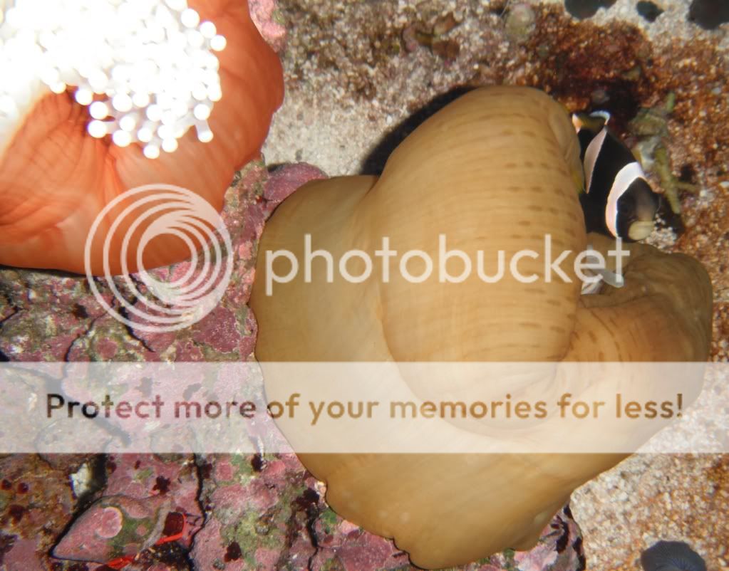My Heteractis Magnifica (Ritteri Anemone) Journey | Page 2 | Reef2Reef
