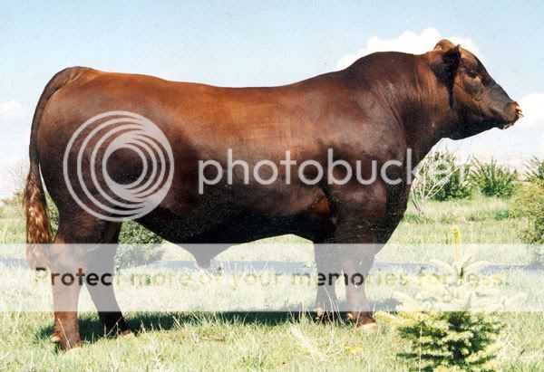 cattle conformation | CattleToday.com - Cattle, Cow & Ranching Community