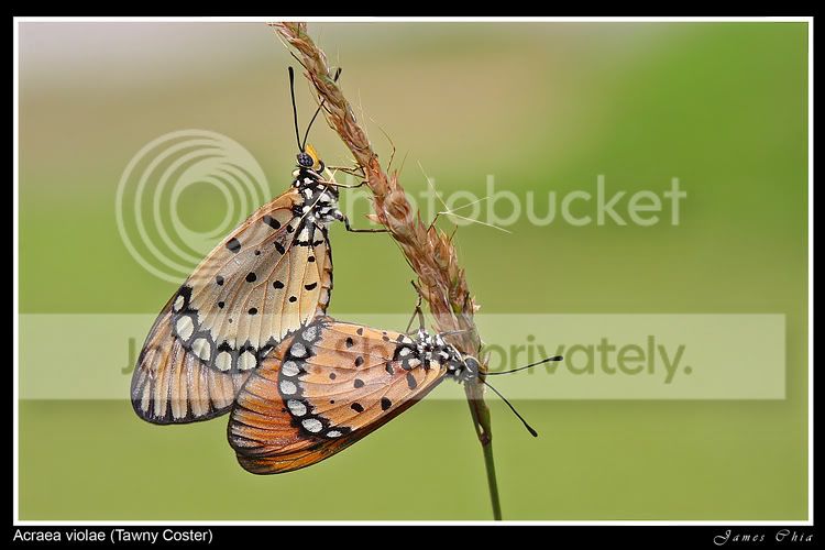 Sharing A Few Butterflies Part IV | Page 4 | ClubSNAP Photography Community